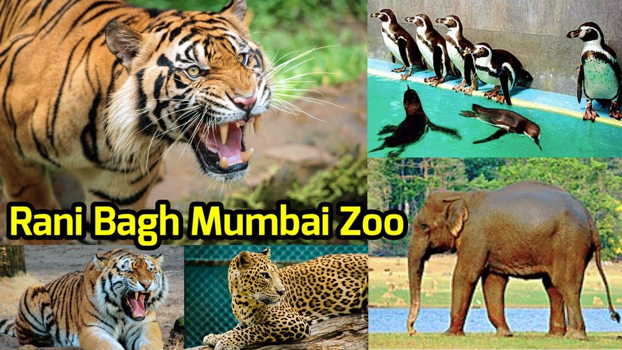 Mumbai Byculla Zoo | Complete Guide to Rani Bagh | Mumbai Zoo | Rani ...