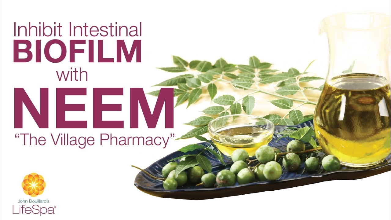 Inhibit Intestinal Biofilm with Neem “The Village Pharmacy” | John ...