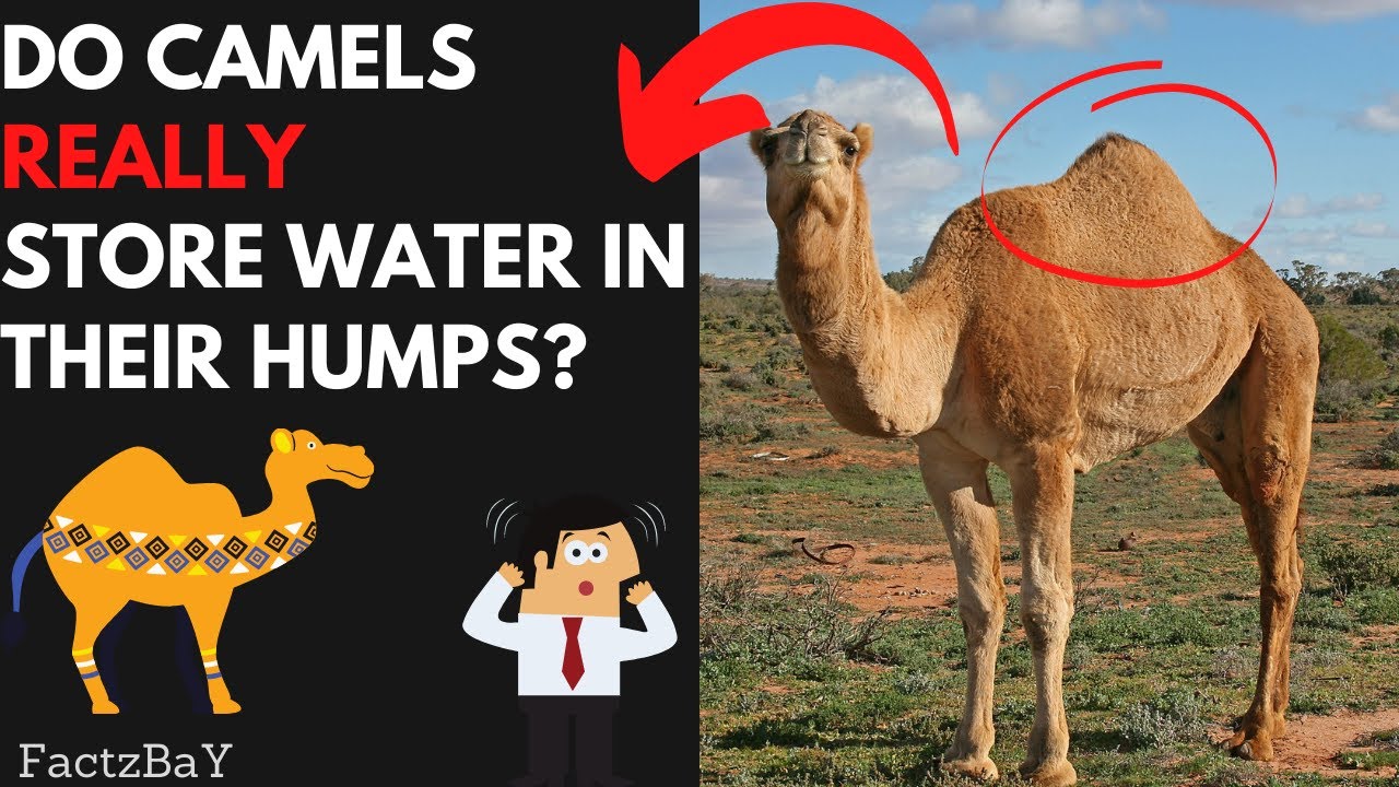 The real purpose of HUMP in camels.||Amazing Facts. - YouTube