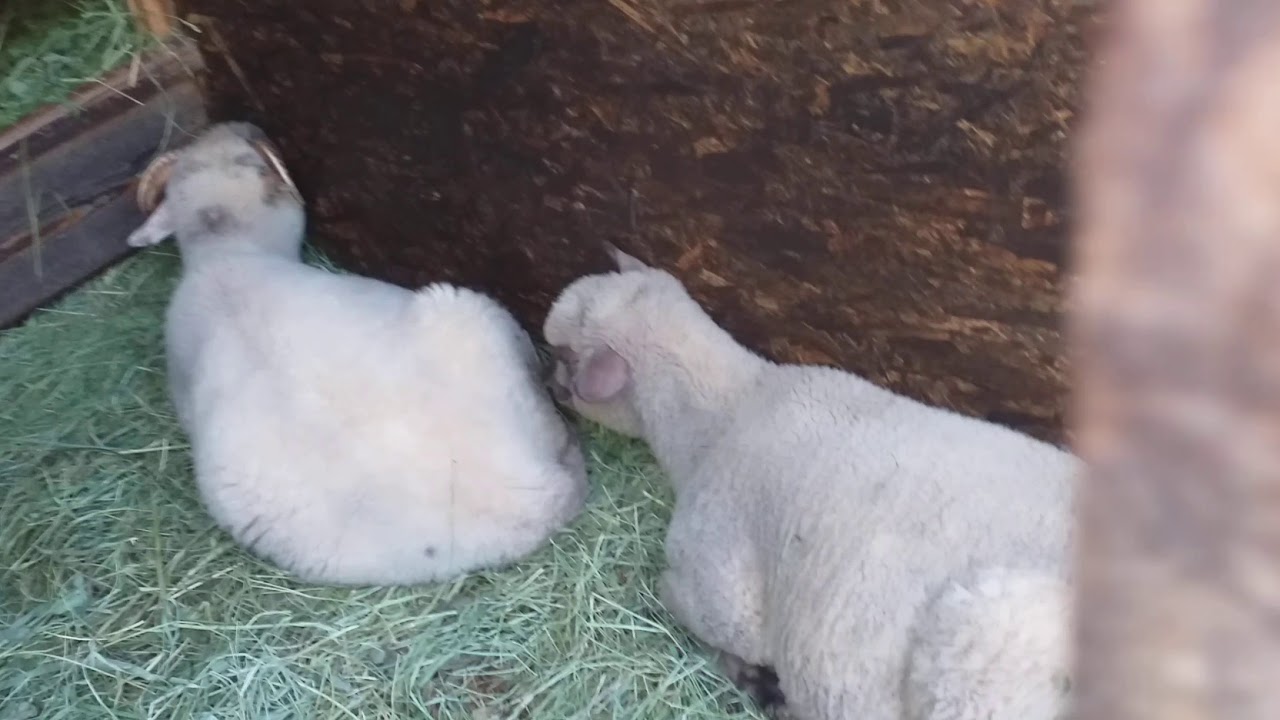 Toate animalele! - YouTube