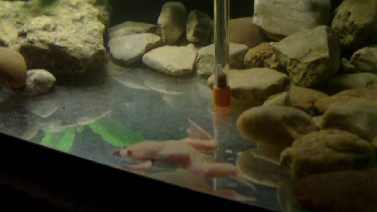 African Clawed frog update 9-23-09 New tank - YouTube