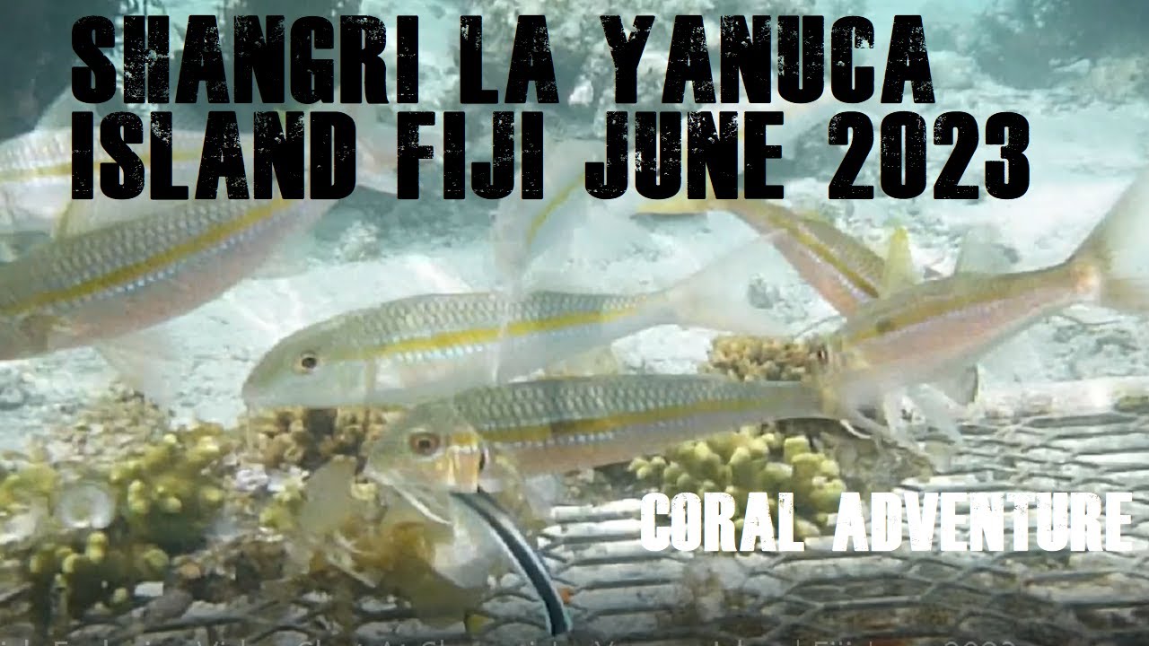 Coral Plus Fish Exclusive Video Shot At Shangri La Yanuca Island Fiji ...