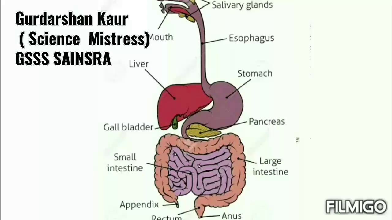 Human digestive system - YouTube