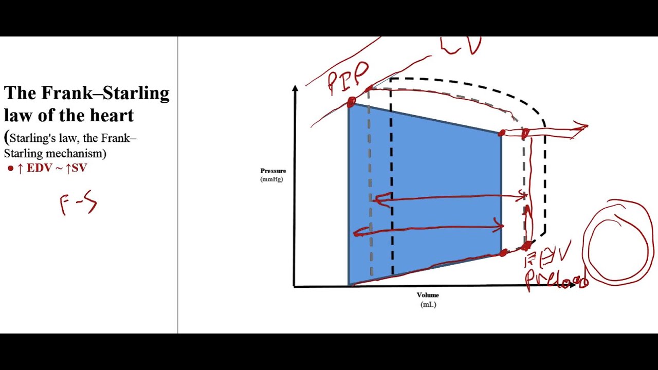 06 Frank Starling (F-S) Law of the Heart - YouTube