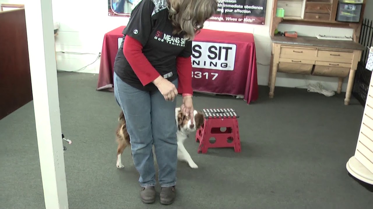 Sit Means Sit Commercial - YouTube