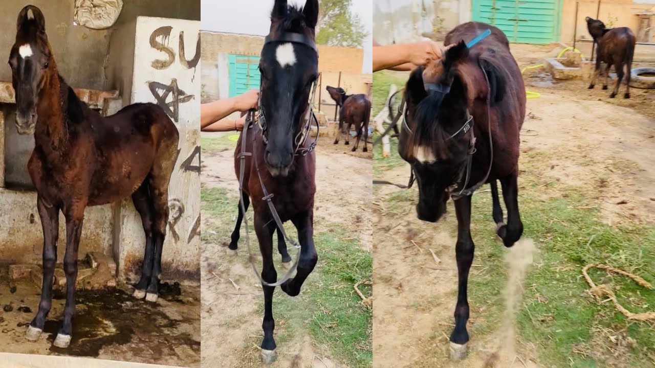 Horse video | new born baby | black horse baby | horse race video - YouTube