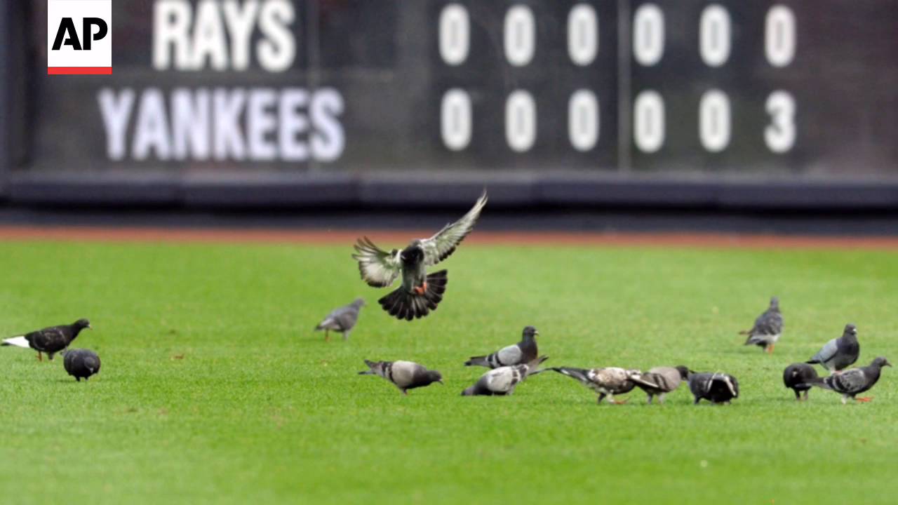 Pack Of Pigeons At Home In Yankee Stadium - YouTube