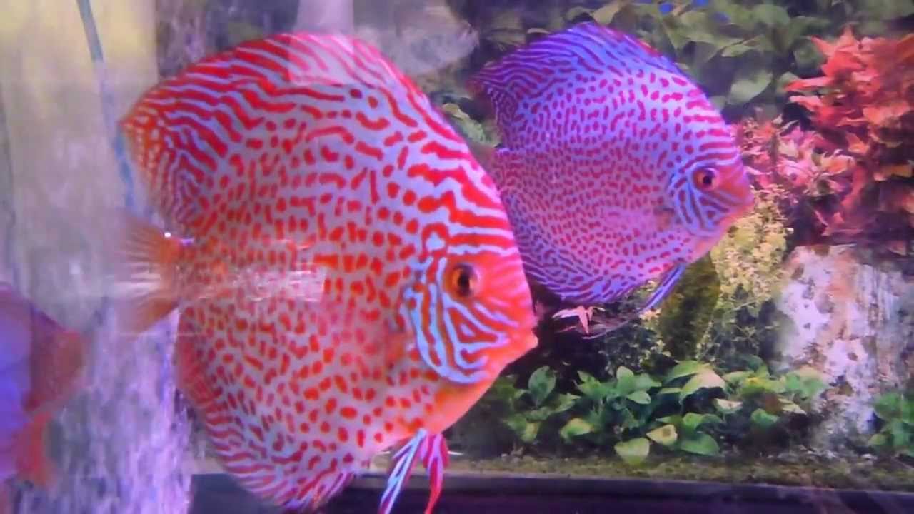 sunny discus in hong kong china discus aquarium 七彩神仙魚 (旭日水族) fish farm ...