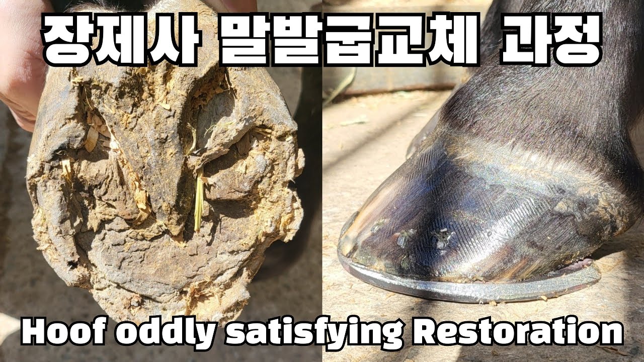Farrier Horse Hoof oddly satisfying videos - YouTube
