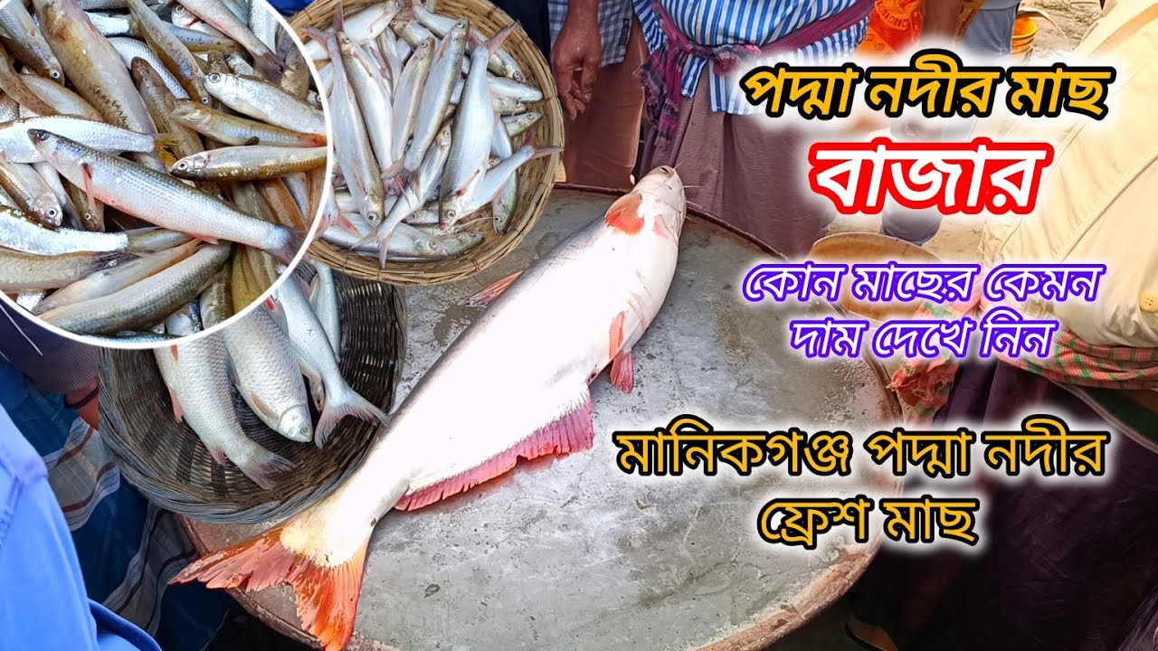 Manikganj Padma nodir fresh mach bazar | river fish with Padma ...