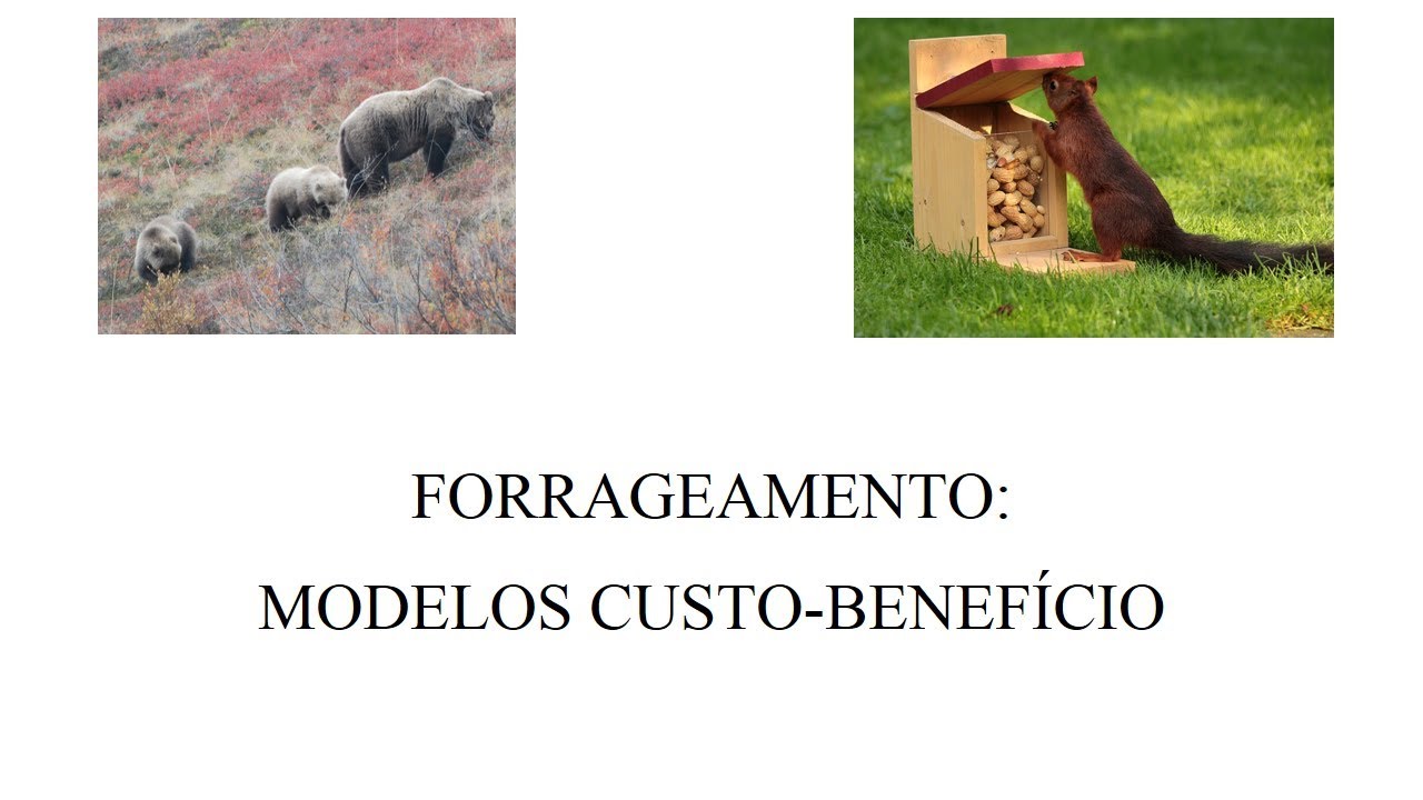 Comportamento Animal - Forrageamento I: Modelos Custo-Benefício - YouTube