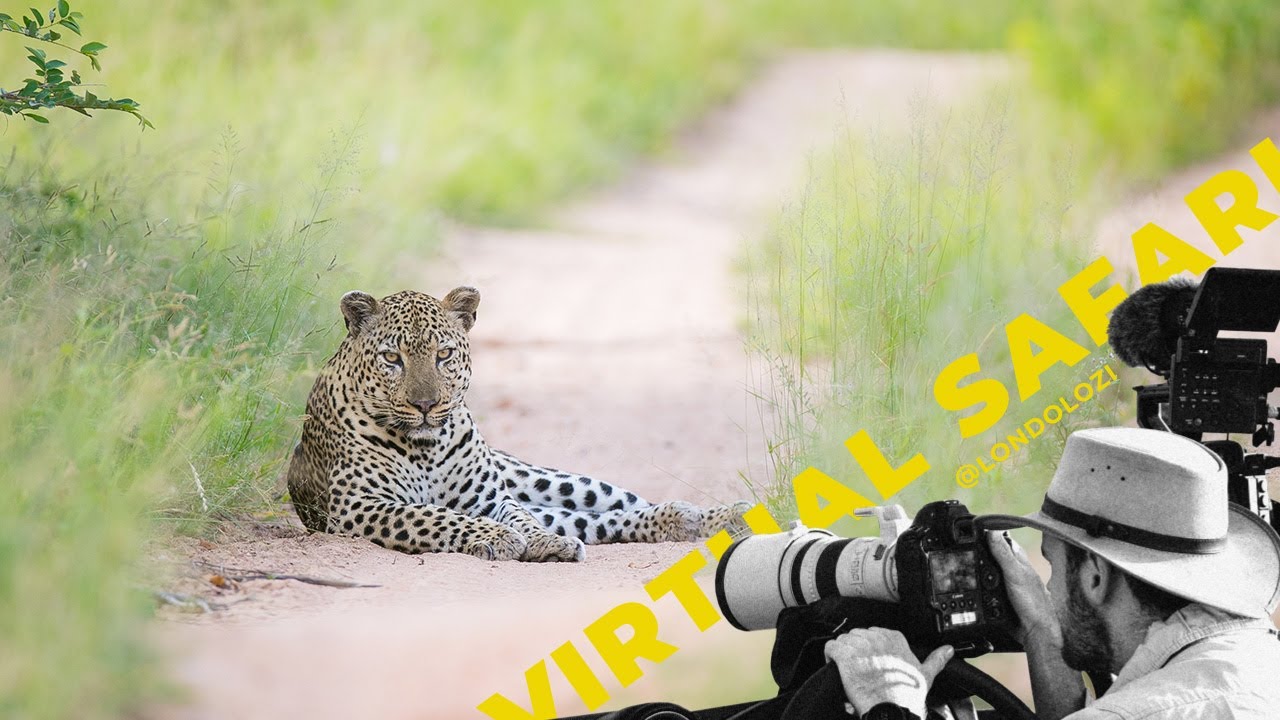VIRTUAL SAFARI: ULTIMATE GAME DRIVE HIGHLIGHTS #53 - Londolozi TV - YouTube