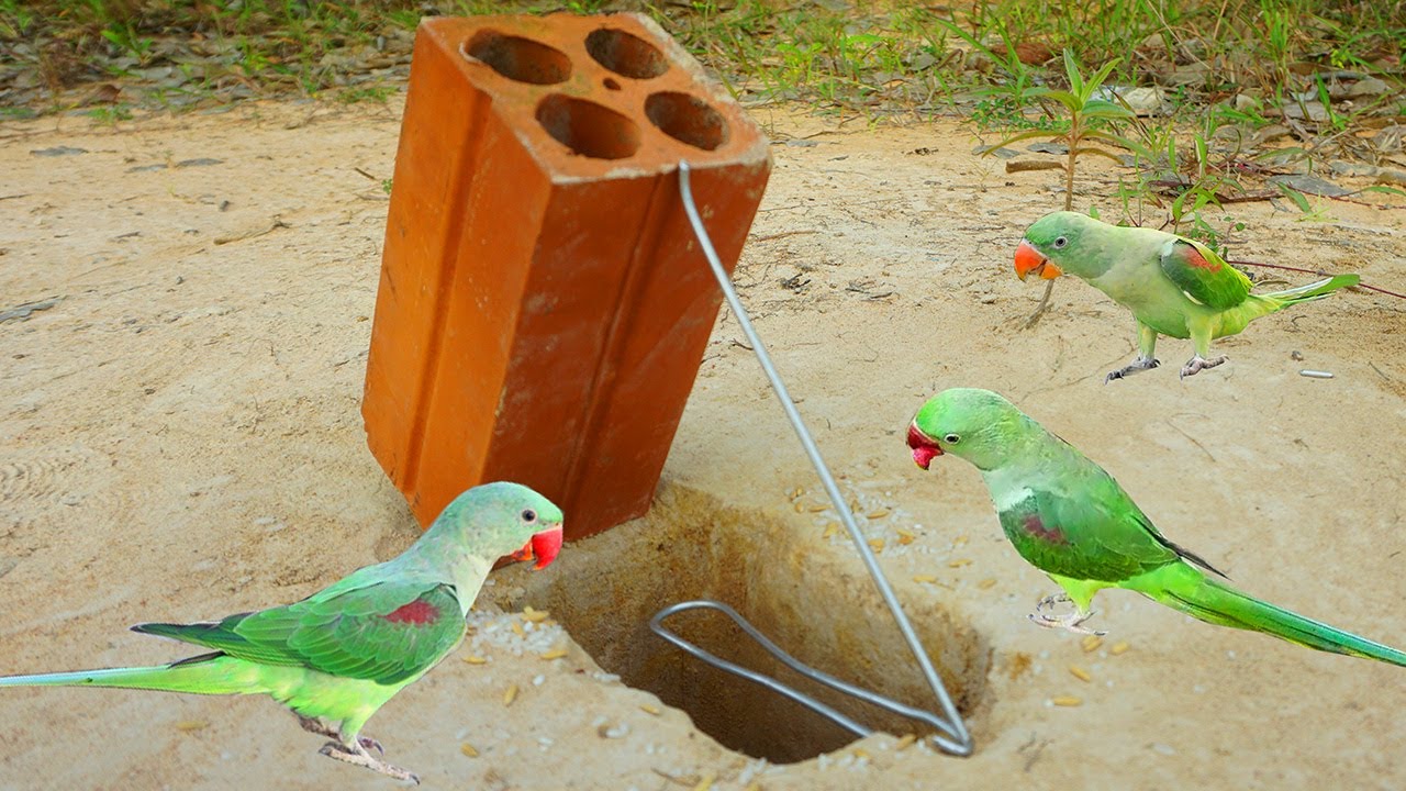 Unique Quick Bird Trap Using Brick & Coat Hanger / Easy Parrot Trap ...