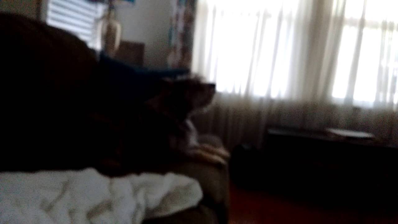 Daisy howling along with GSD howling to Zootopia Wolves - YouTube