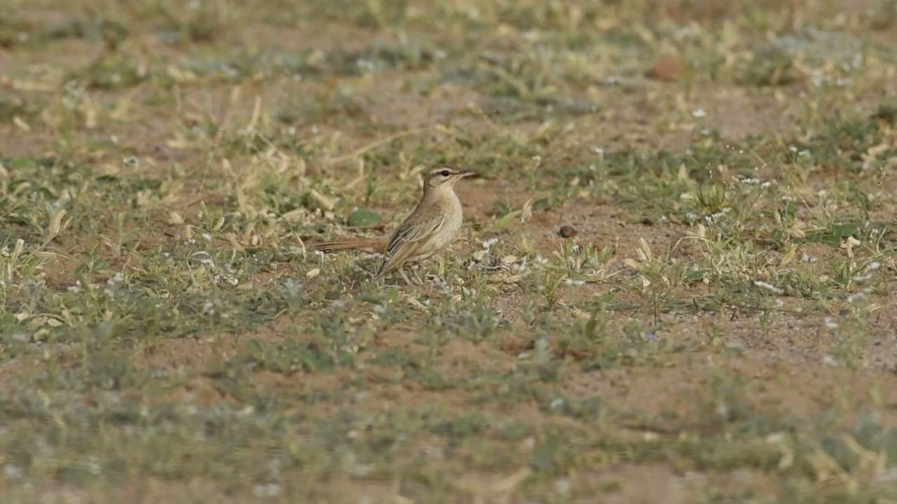 rufous tailed scrubb robin feeding behavior - YouTube
