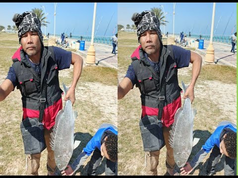 Catching 8Kg Sea Bream/Sobaity #fishing #asmr #shortsfeed # ...