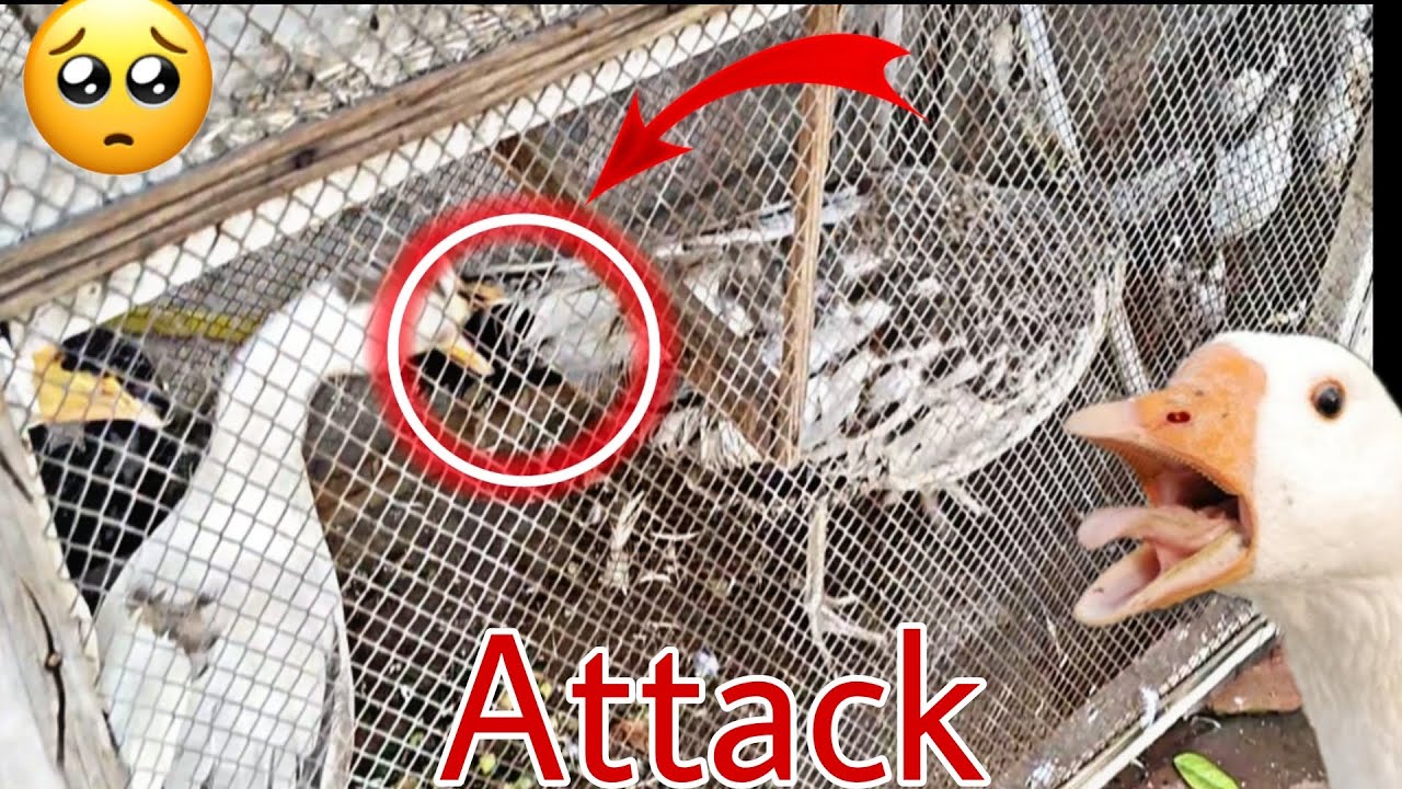Angry Duck Attack on Peacock 👿 - YouTube