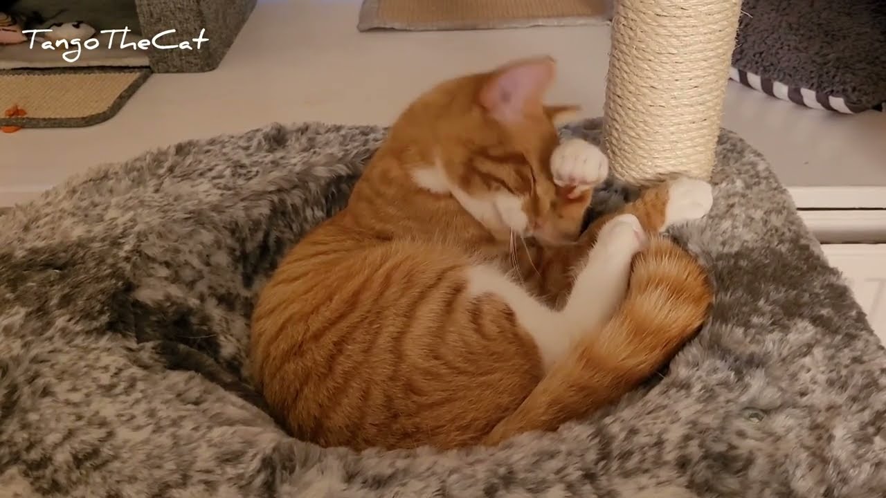 Cat life can be tiring - YouTube