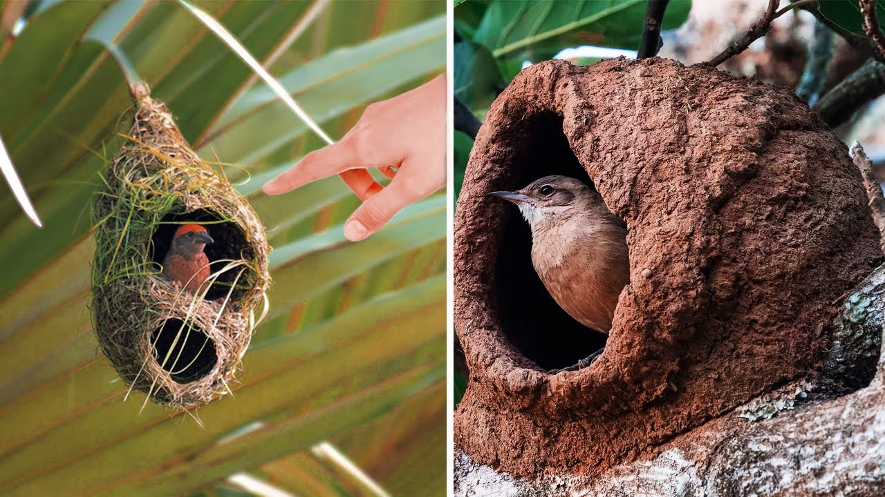 Beautiful Homes Built by Animal Architects - YouTube