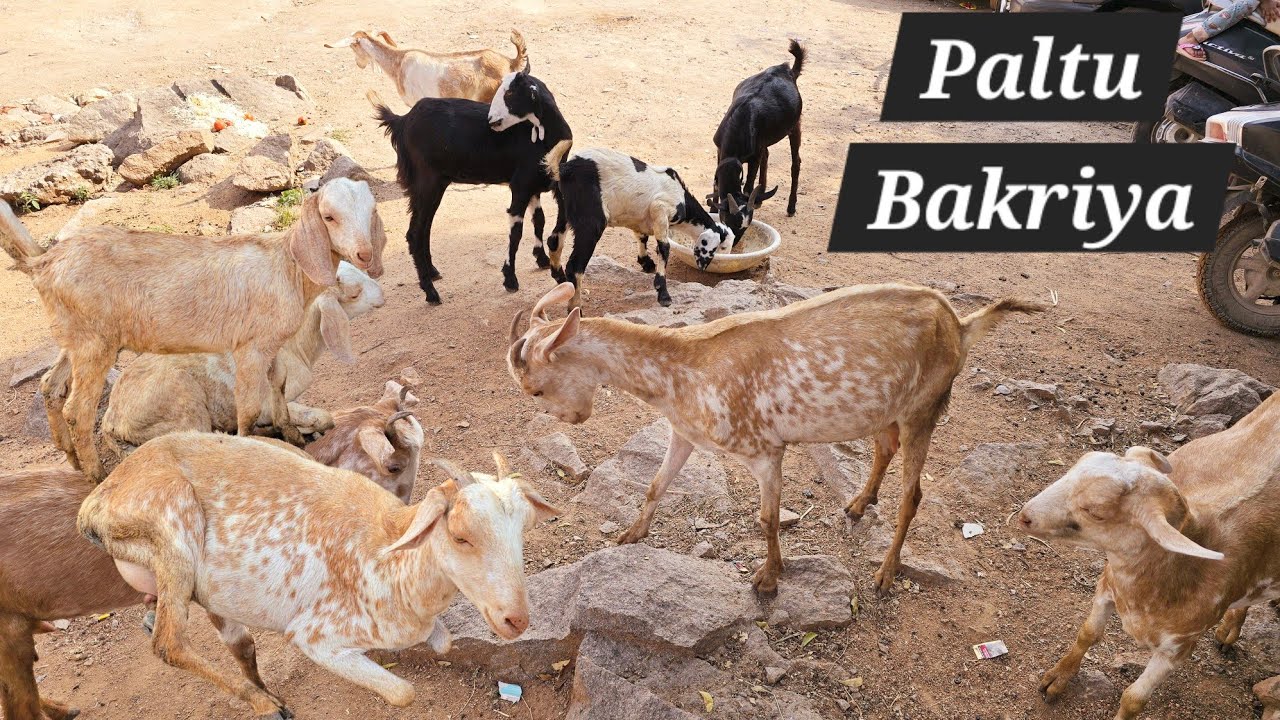 Desi bakriya available in Hyderabad errakunta near zaiqa hotel | baby ...