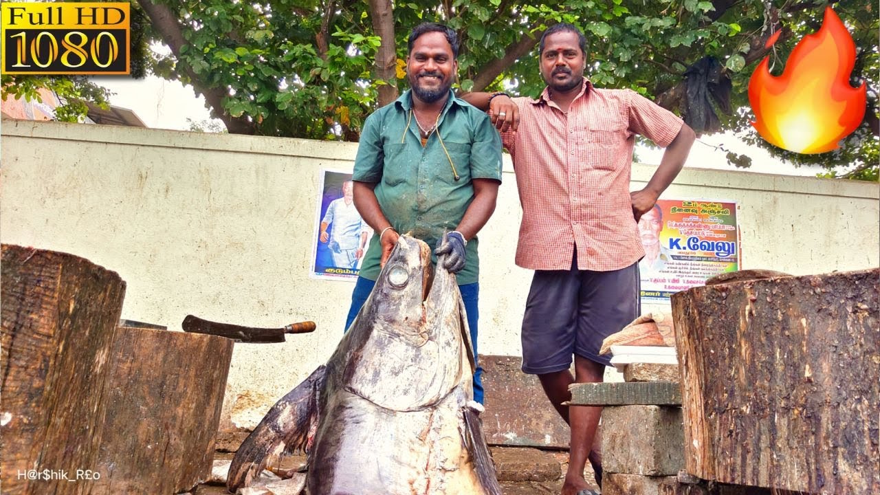 KASIMEDU 🔥 125KG GIANT KOLA FISH CUTTING🐟 | FISH CUTTING SKILL ...