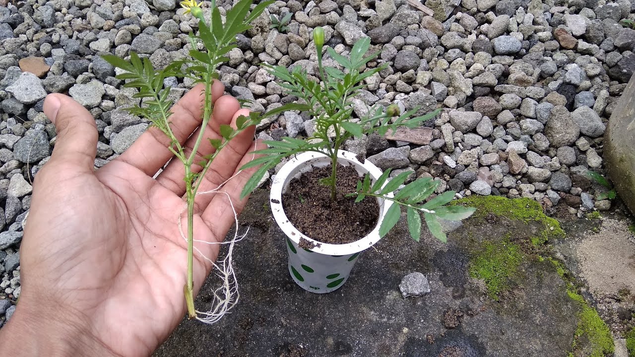 How to Propagate Marigold in Sand - YouTube