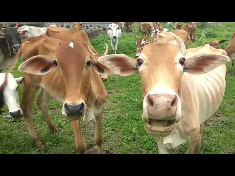 WOW! Cow Inciting life | Kids Play With Cow | Amazing Gaiya Video For ...