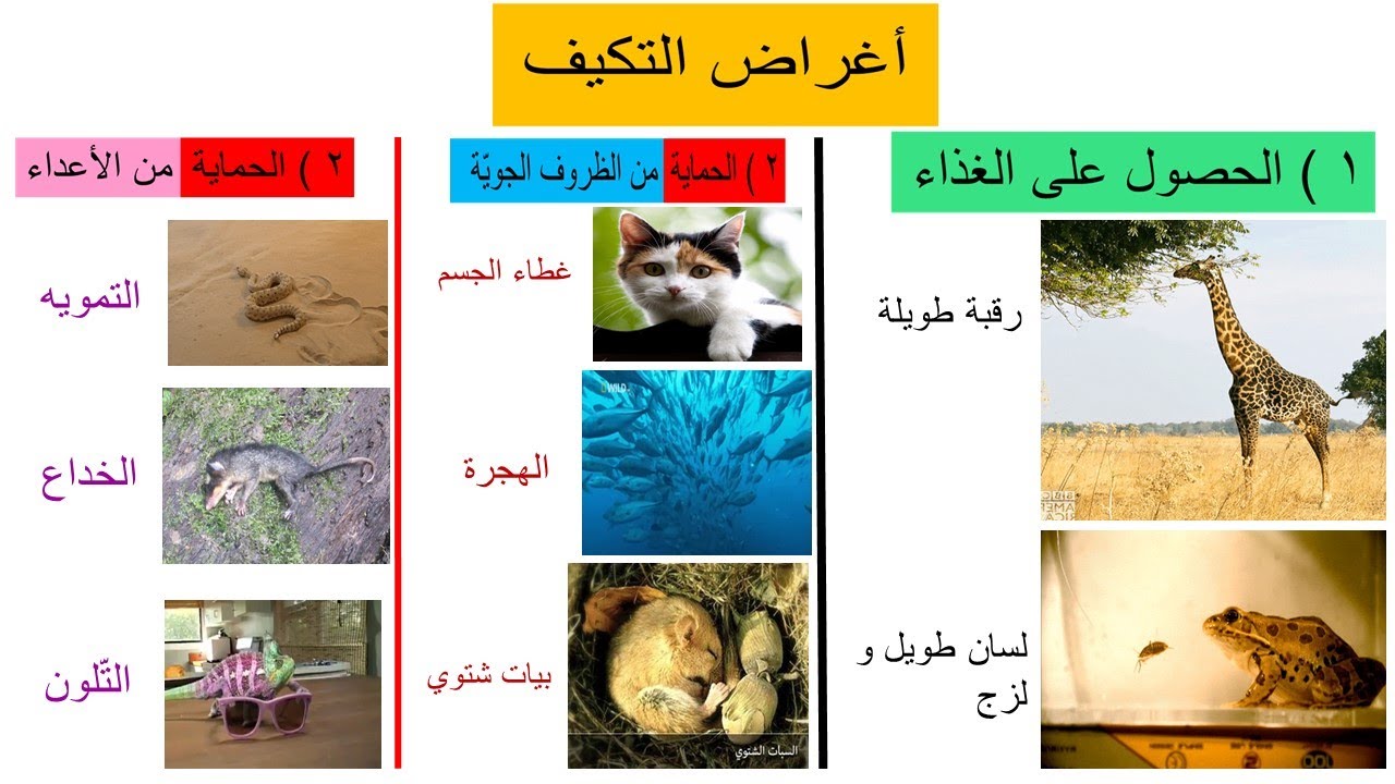 أغراض التكيف علوم للصف الثالث فهيمة ربيع Youtube