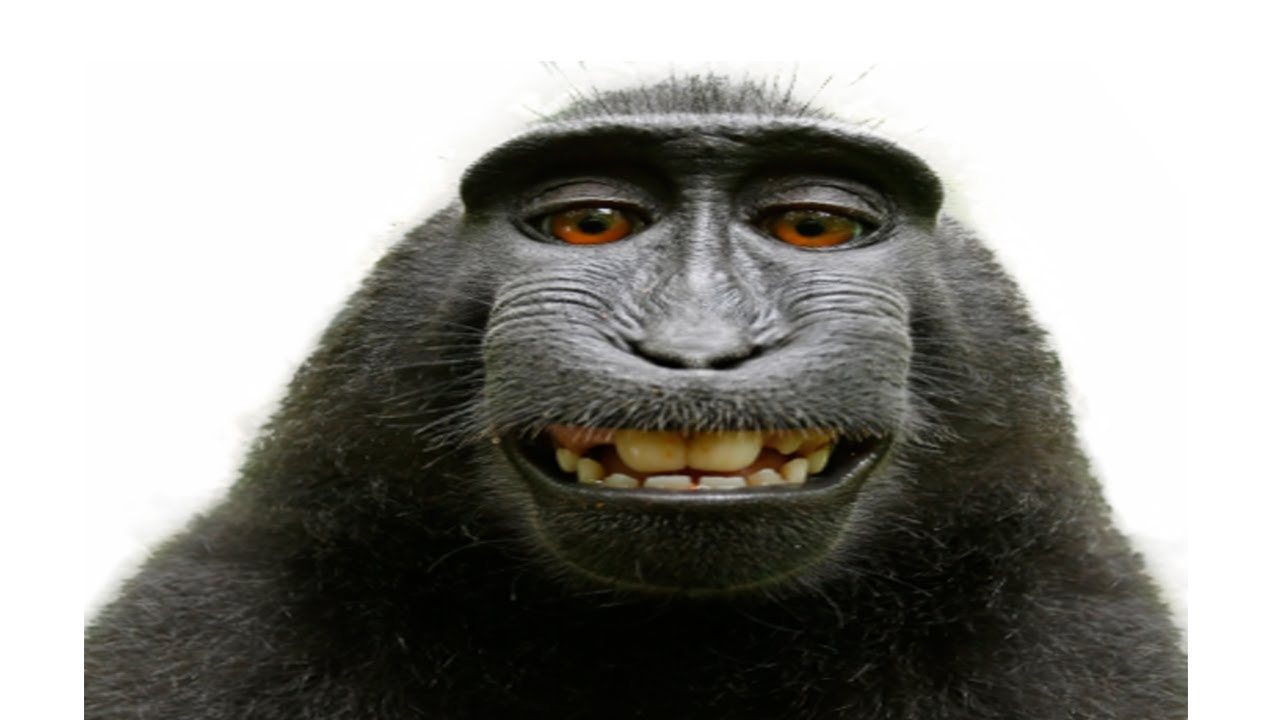 1 Hour of Silence Occasionally Broken By Monkey Sounds | ProSounds ...