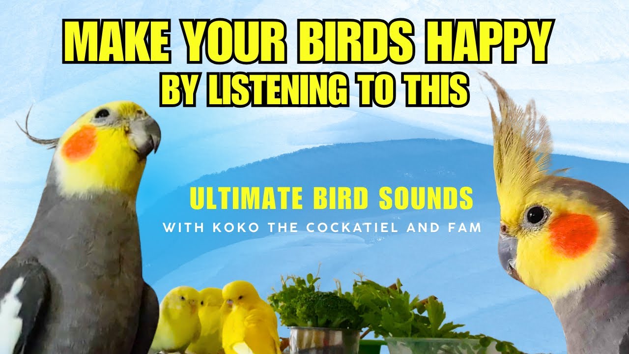 Koko the cockatiel and fam | MAKE YOUR BIRDS HAPPY BY LISTENING TO THIS ...