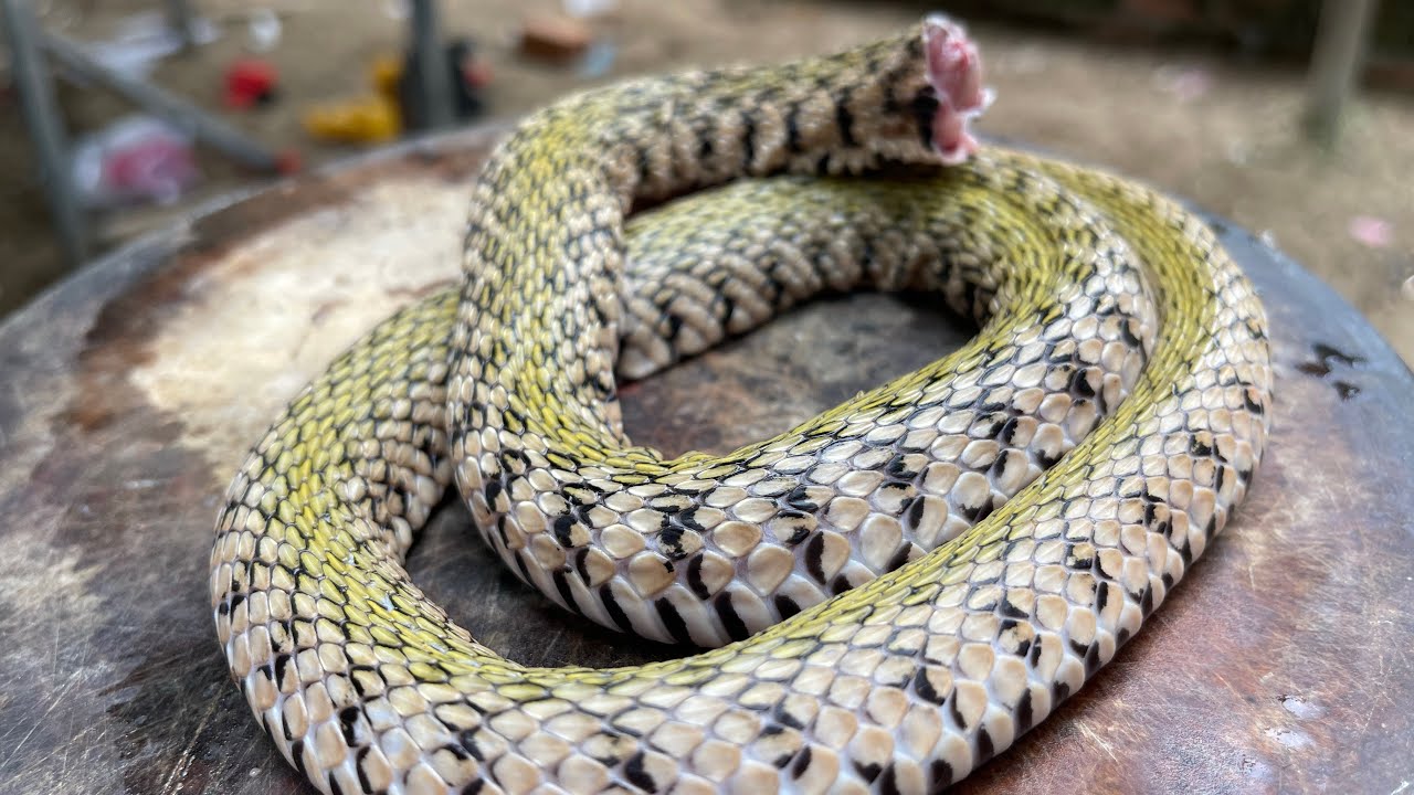 Snake food | food - YouTube