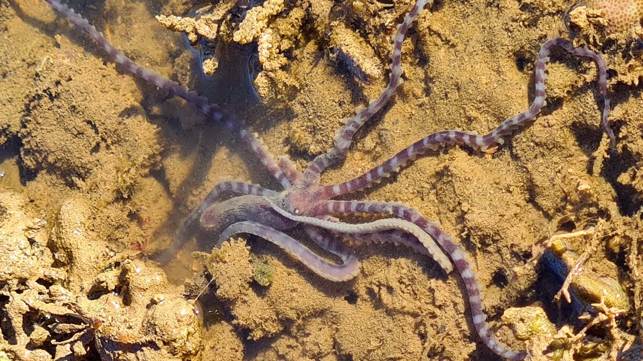 Banded String-arm Octopus (Ameloctopus litoralis) - YouTube