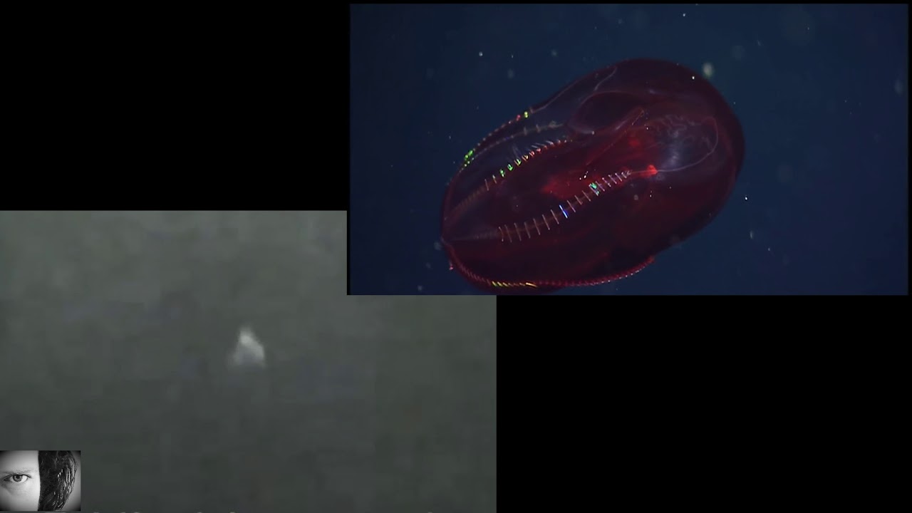 SERES VIVOS NO OCEANO PRIMORDIAL - YouTube