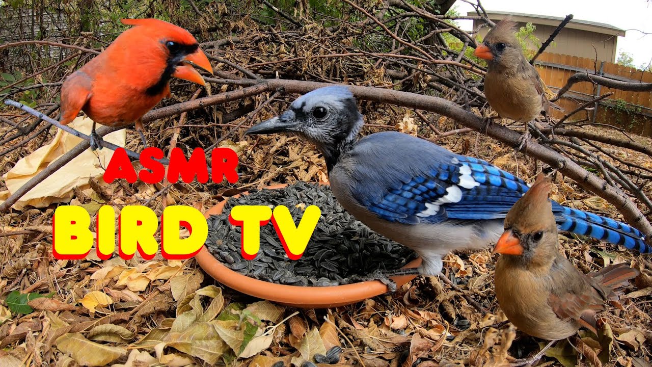 CAT TV - 2 HOURS of Relaxing Birds in Nature - Videos for Cats to Watch ...