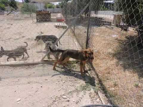 Sarah, ein Hund in Not aus dem Tierschutz