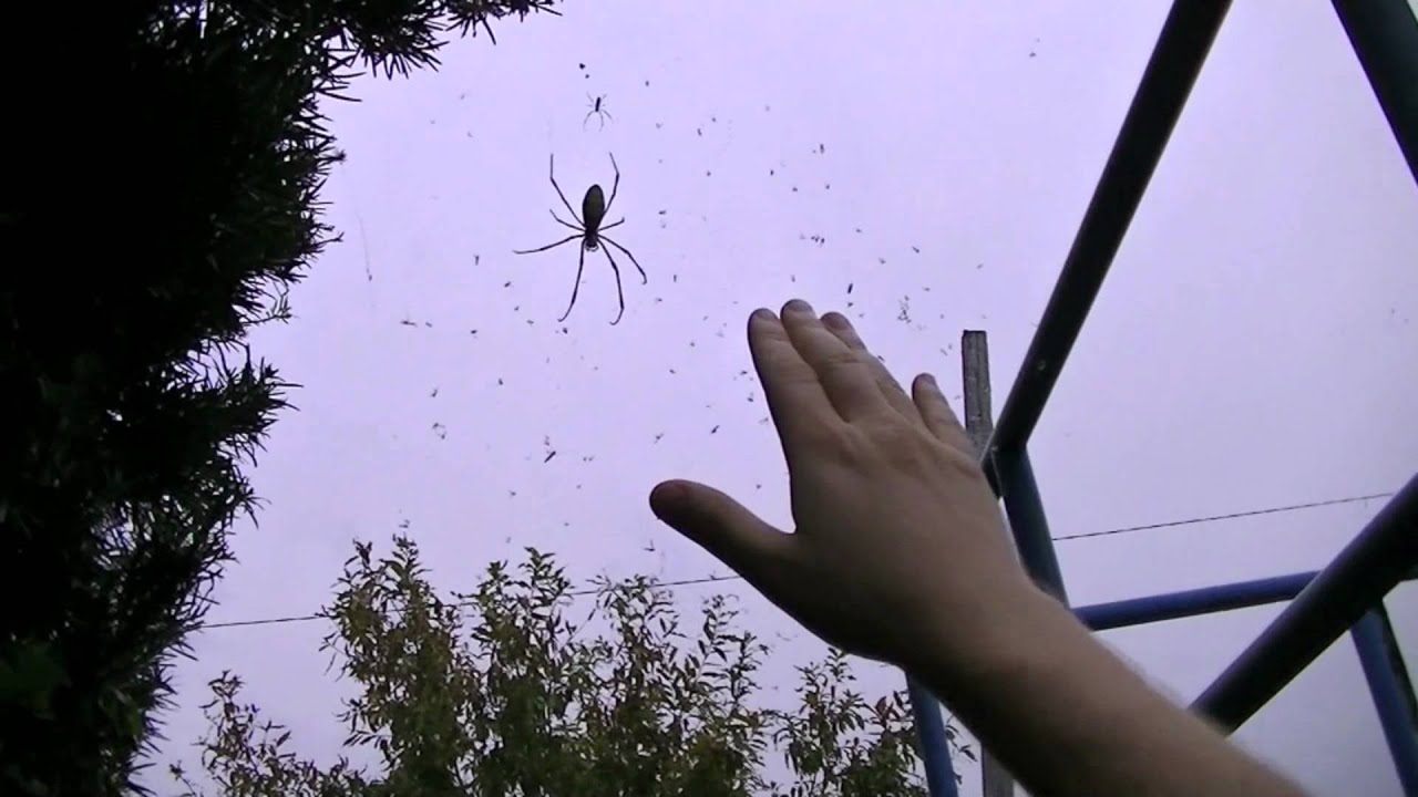 BIG SPIDER ATTACKS TWO MEN!! - YouTube