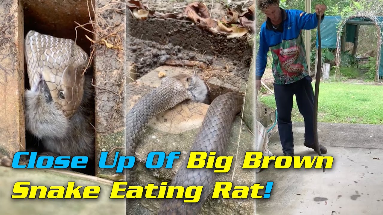 Close Up Of Big Brown Snake Eating Rat! - YouTube