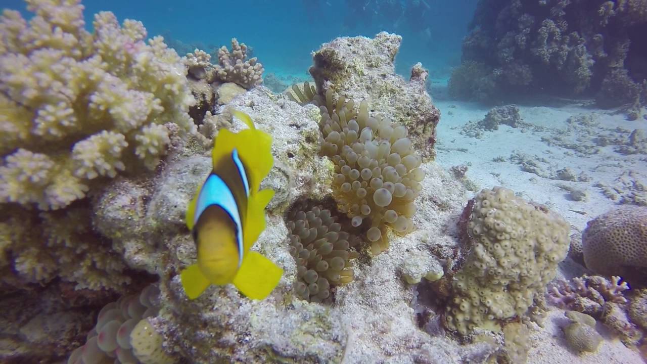 Les poissons-clown de mer Rouge - Hurghada février 2016 - YouTube