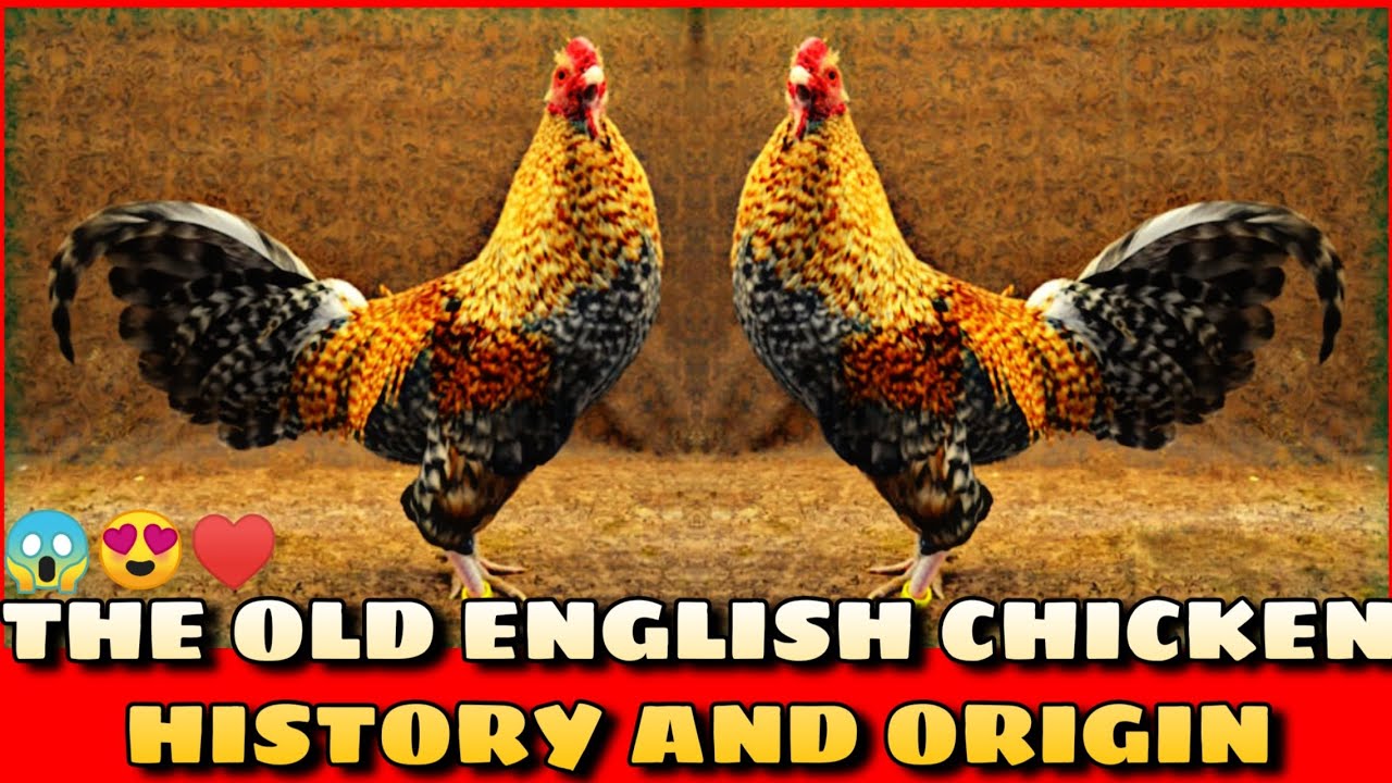 THE OLD ENGLISH CHICKEN HISTORY AND ORIGIN - YouTube