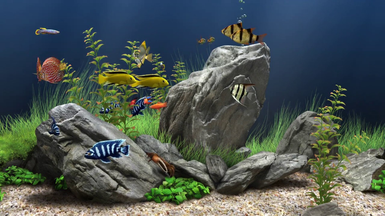 Acvariu [Fish fish ] 1980x1080 - YouTube