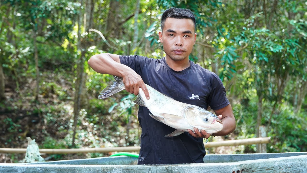 The Orphan Boy Catch a Giant Fish & Make Grilled Fish, Build a Stepping ...