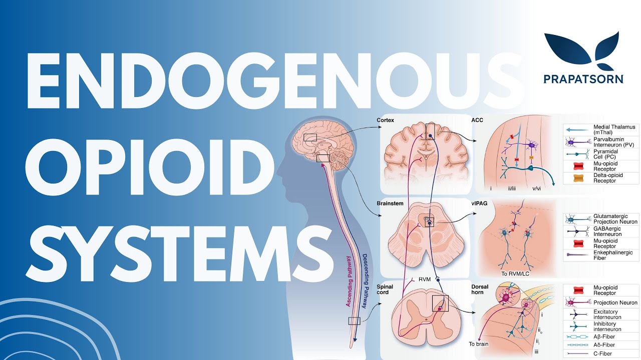 ความรู้พื้นฐานด้าน Endogenous Opioid Systems - YouTube