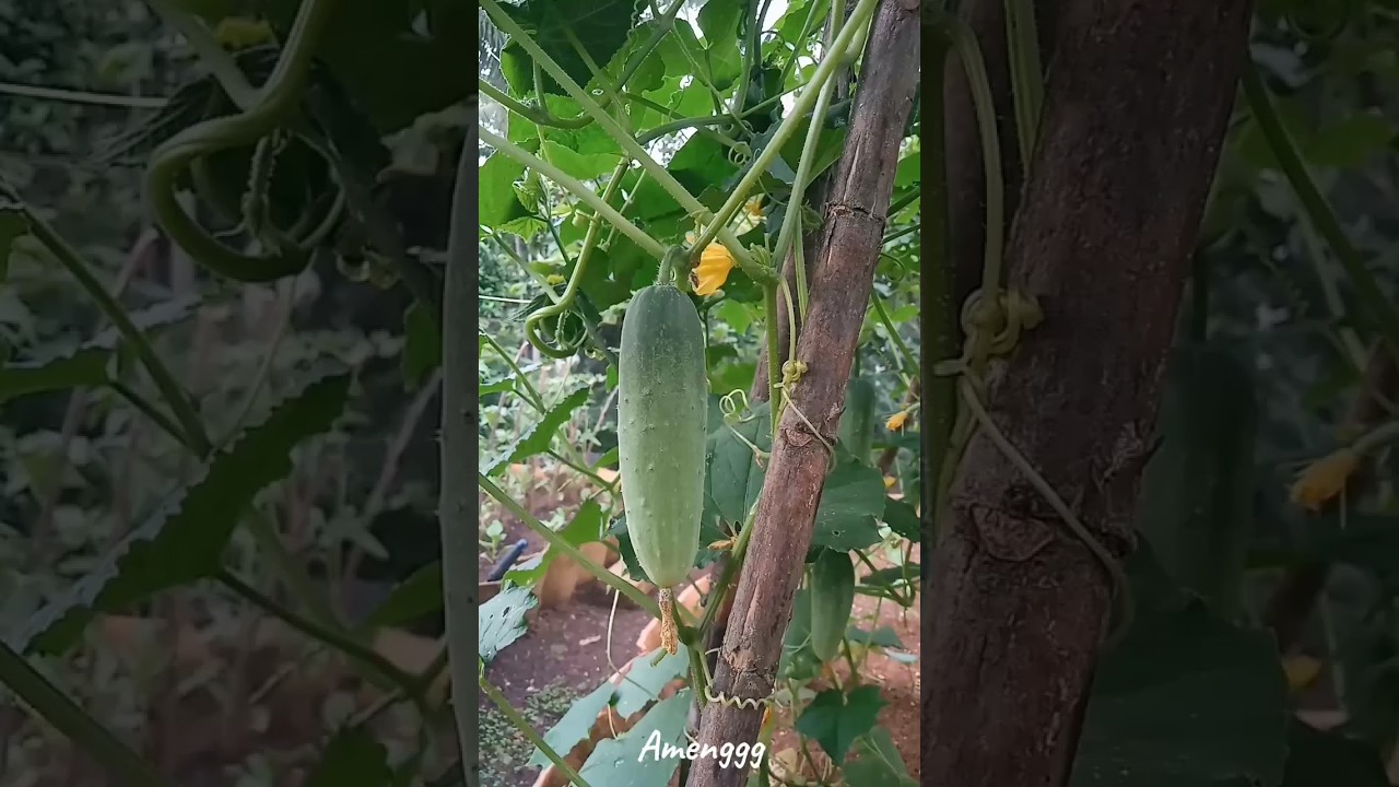 Panen timun bareng aku yuk !! Panen timun perdana dapet 2 buah #panen # ...