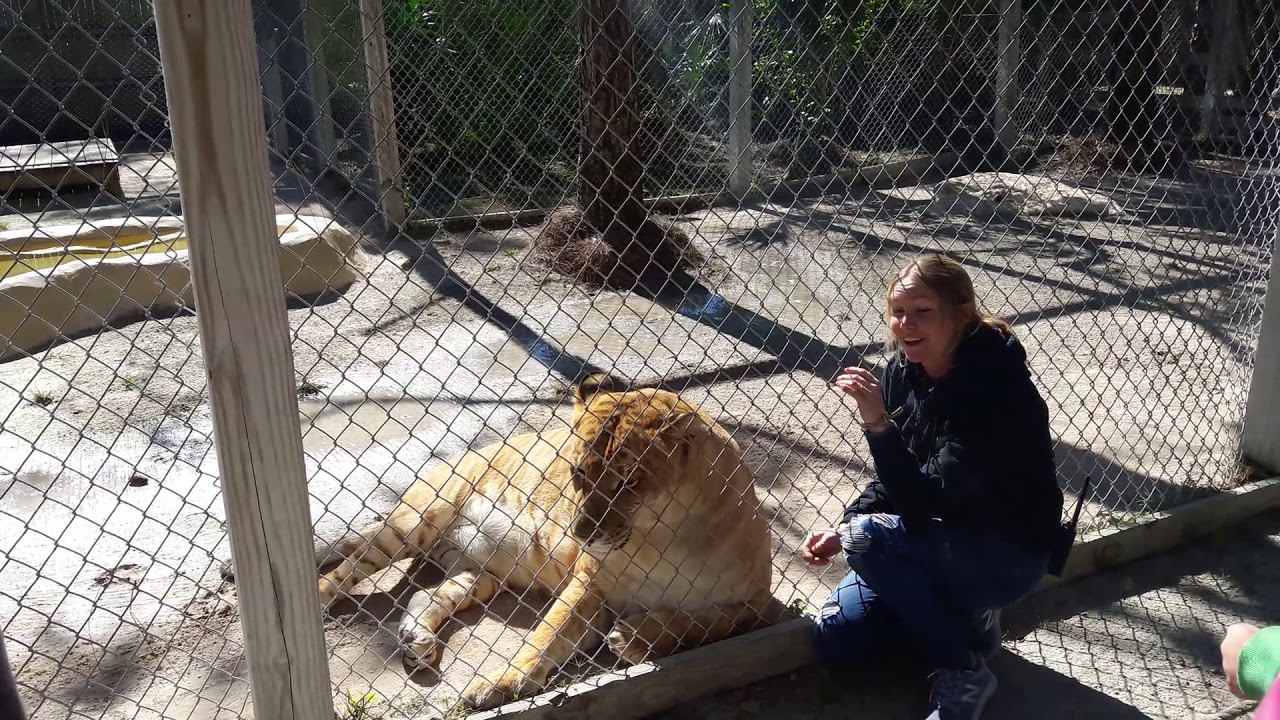 Liger in West Palm Beach, Florida 33412 www.McCarthysWildlife.com ...