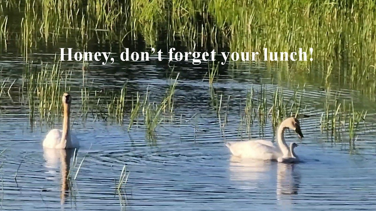 Honey, don't forget your lunch! - YouTube