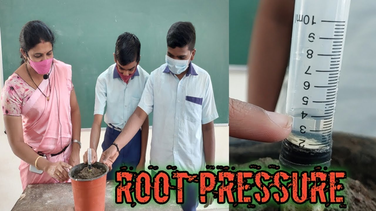 Root pressure experiment || Water Transportation in Plants || 10th ...