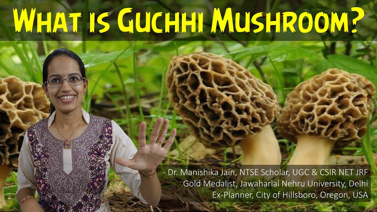What is Guchhi Mushroom? Grown in Wild - World's Costliest Edible Fungi ...