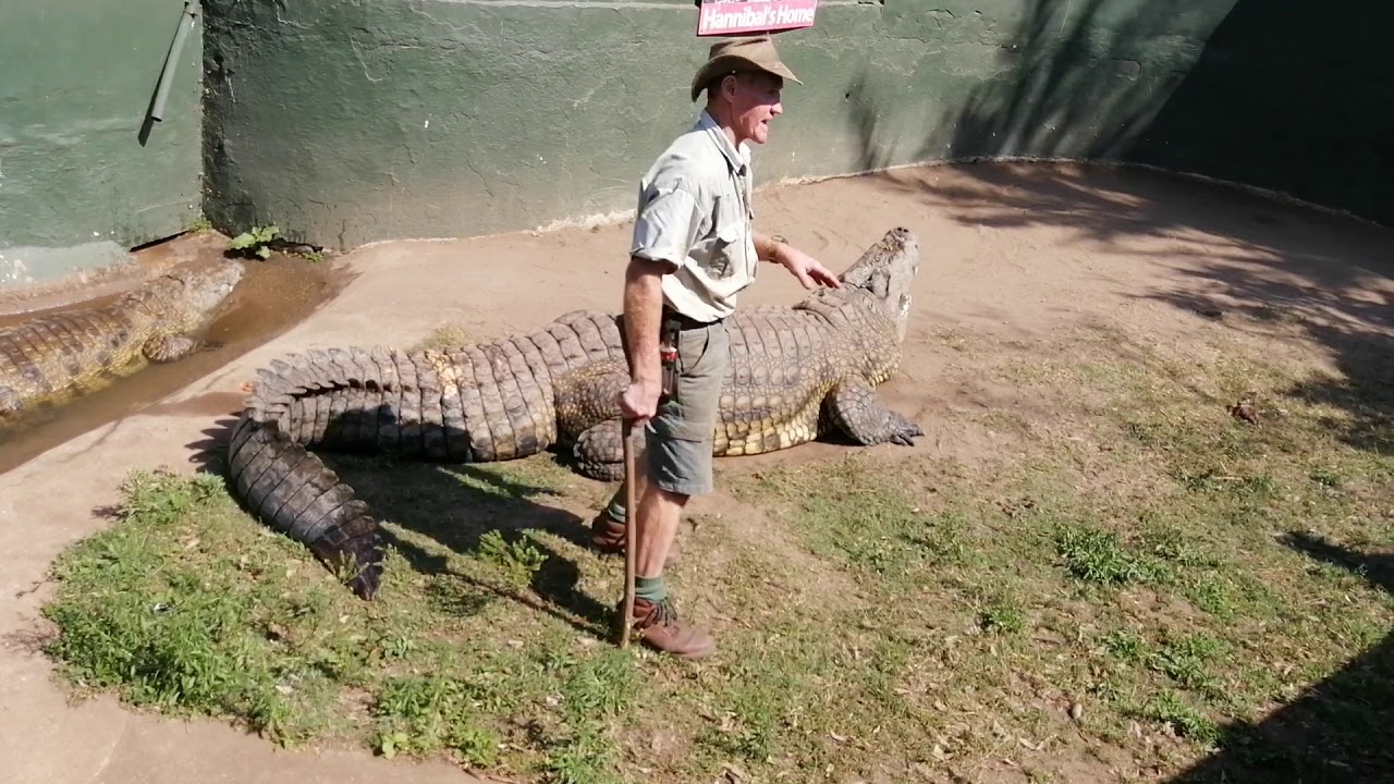 50+ year old Croc!! Overweight, Crocodile Creek - Huge Croc called ...