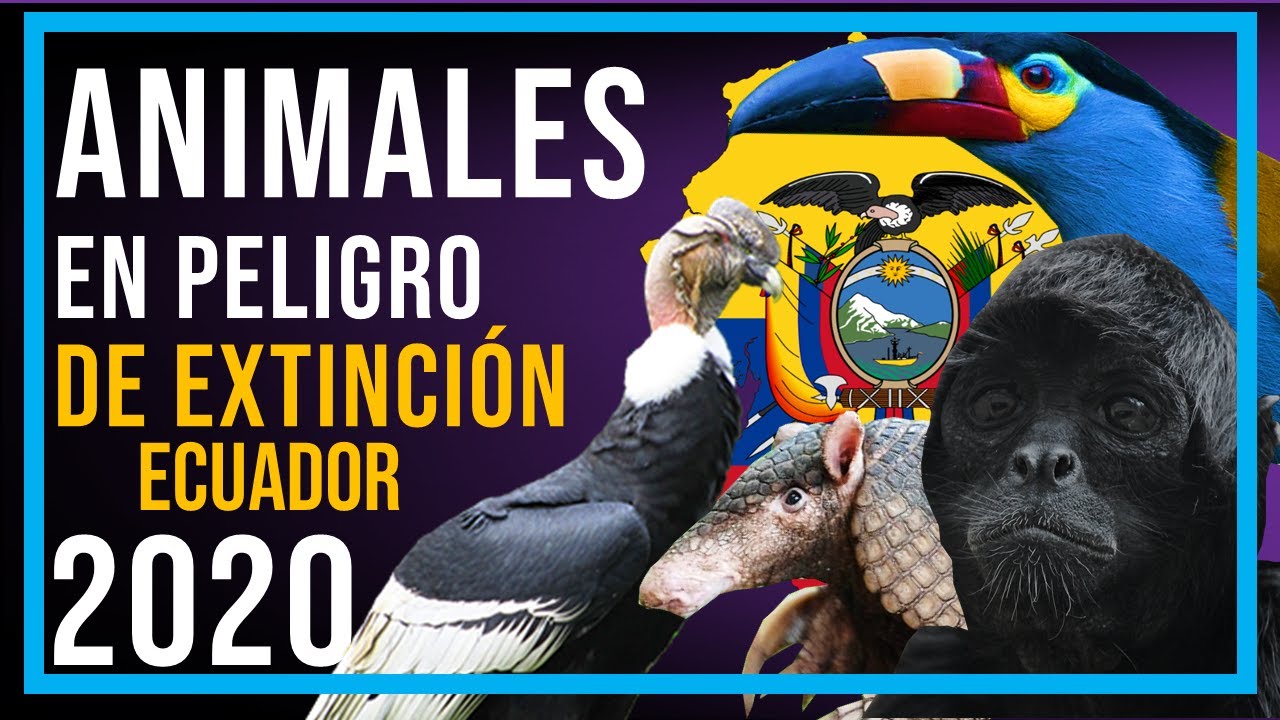 ANIMALES EN PELIGRO DE EXTINCIÓN EN ECUADOR - YouTube