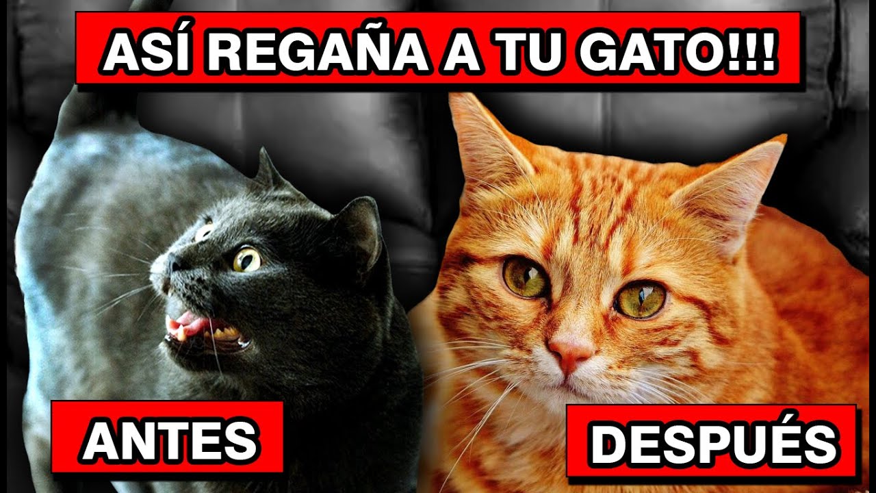 CÓMO REGAÑAR A UN GATO CORRECTAMENTE - YouTube